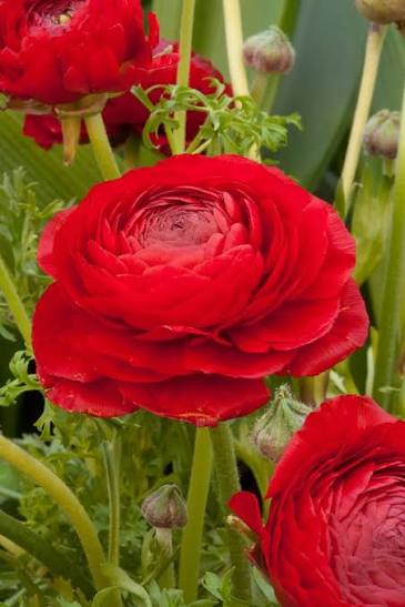 Ranunculus Red – Ljutić-5 lukovica