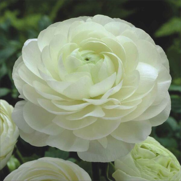Ranunculus White – Ljutić-5 lukovica