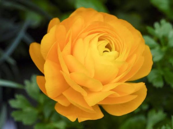 Ranunculus Yellow – Ljutić-5 lukovica