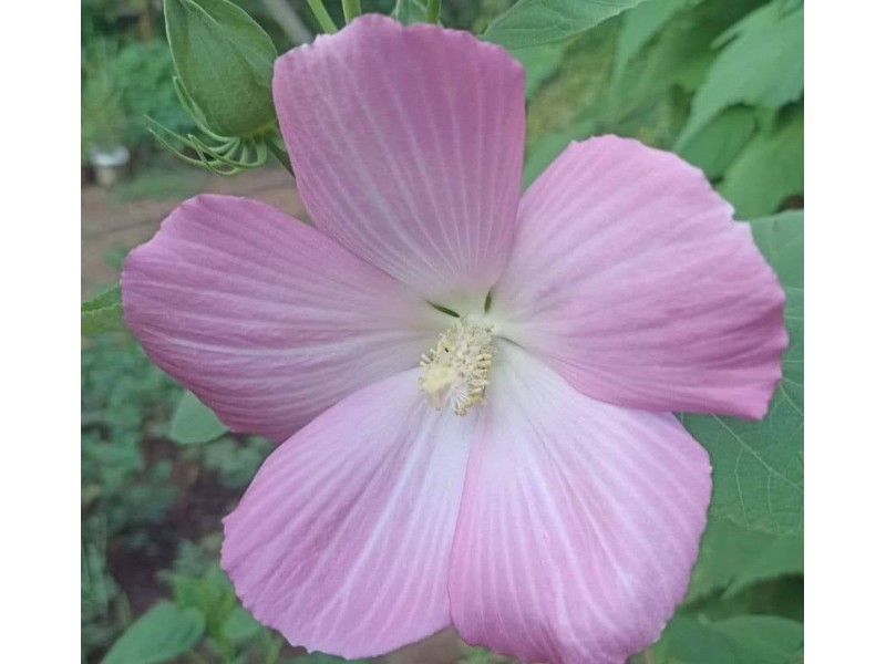 Močvarni hibiscus Rozi - Hibiscus moscheutos SEME