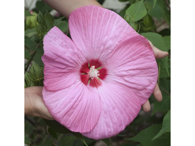 Močvarni hibiscus Pink - Hibiscus moscheutos SEME