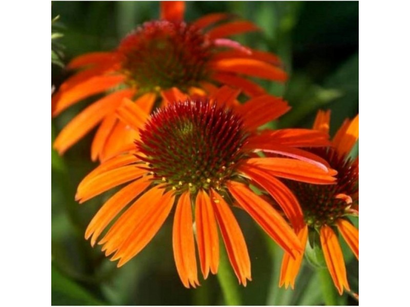 Ehinacea - Echinacea Locoto orange SEME