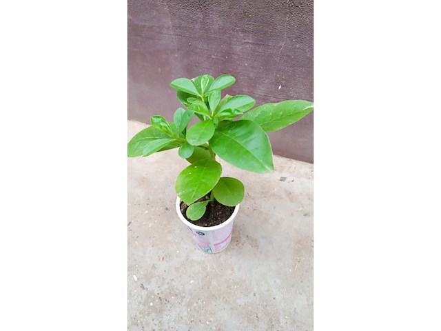 SURINAM ŠPINAT TALINUM PANICULATUM