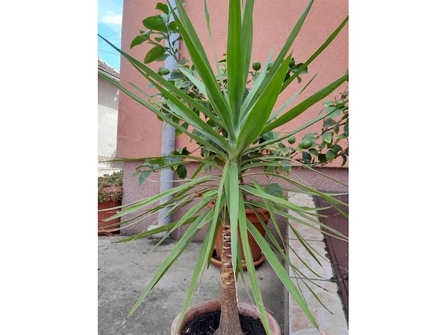 DRVO ŽIVOTA YUCCA