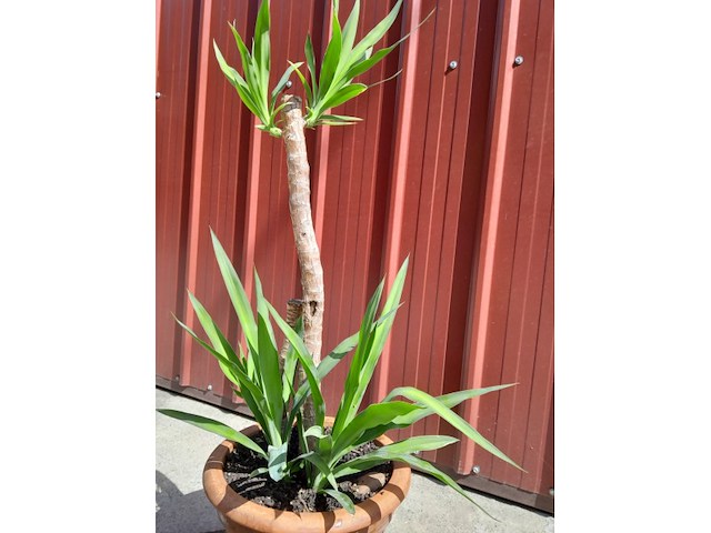 DRVO ŽIVOTA YUCCA