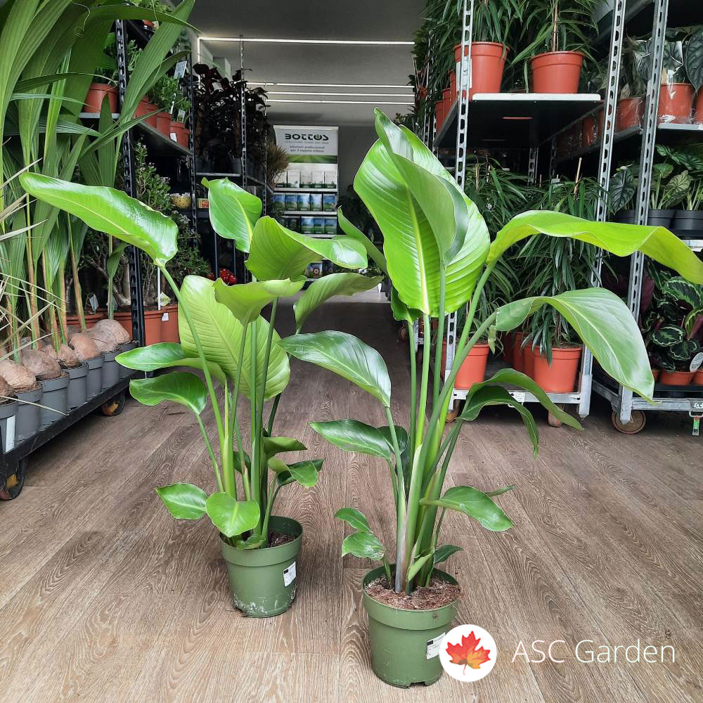 Strelitzia nicolai 90 cm