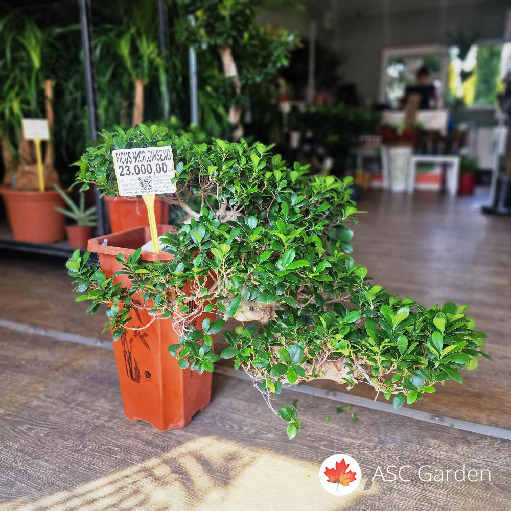 Ficus microcarpa Ginseng cascade 70 cm