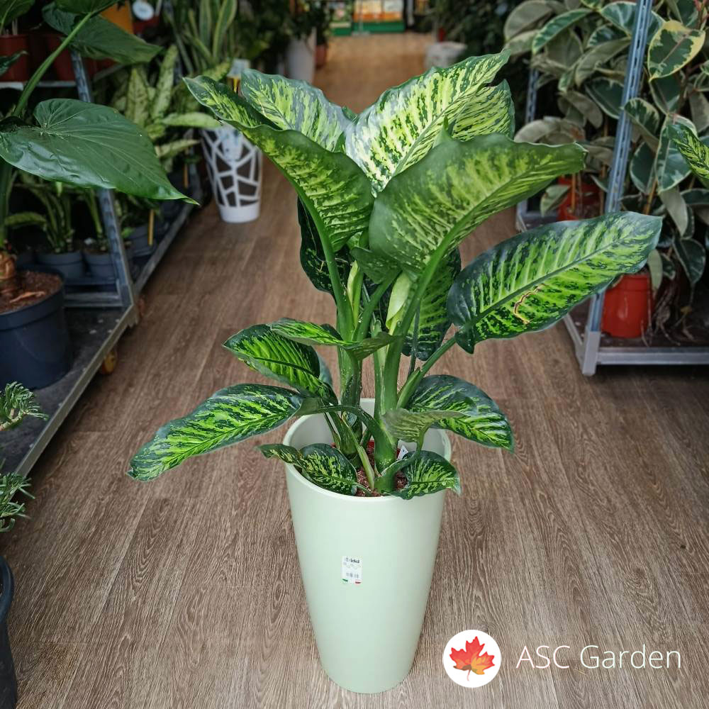 Dieffenbachia Seg. ‘Maroba’ 75 cm