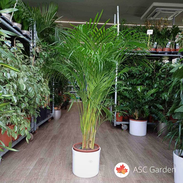 Dypsis lutescens- Areca palma 160 cm