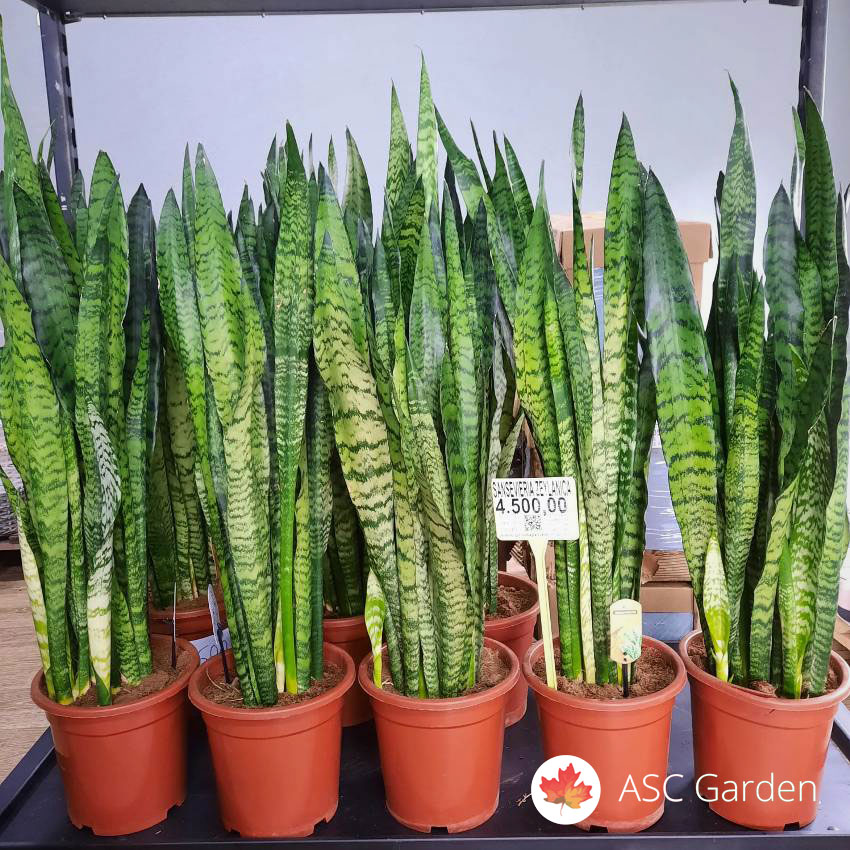 Sansevieria zeylanica 80 cm