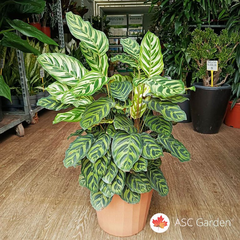 Calathea makonaya 75 cm