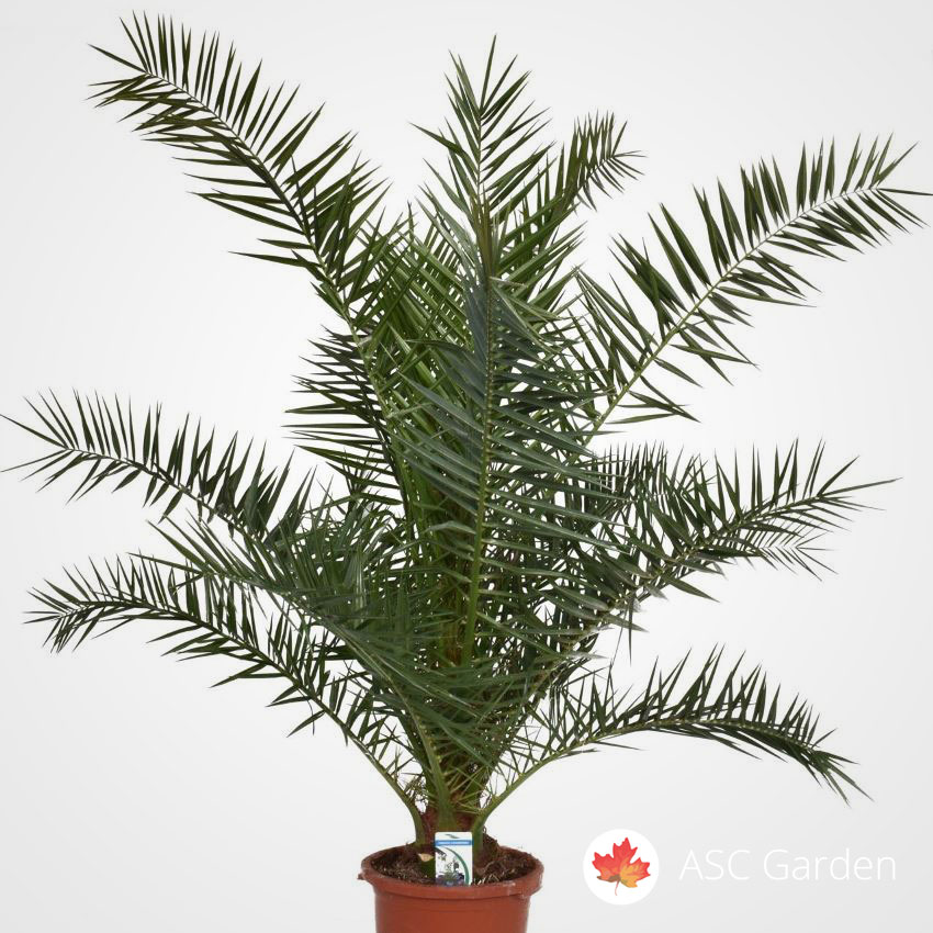 Phoenix canariensis – Feniks palma 130 cm