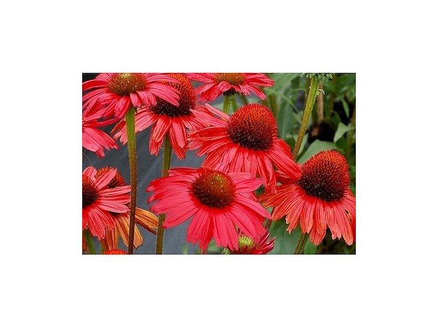Ehinacea - Echinacea Red Pearl SEME
