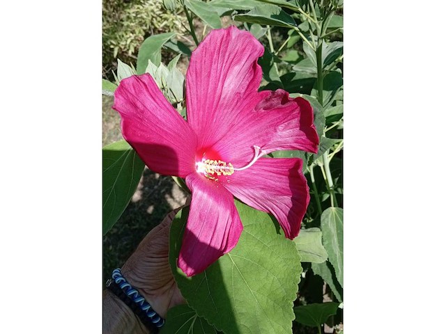 Močvarni hibiscus Bordi - Hibiscus moscheutos SEME