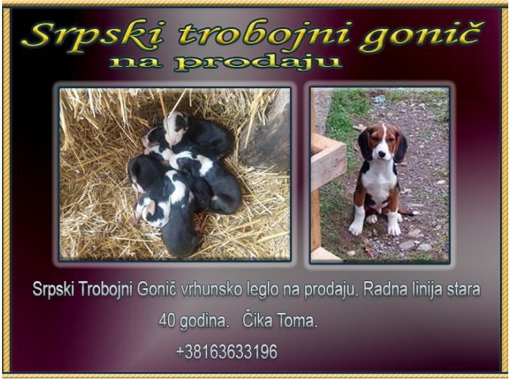 Srpski Trobojni Gonič