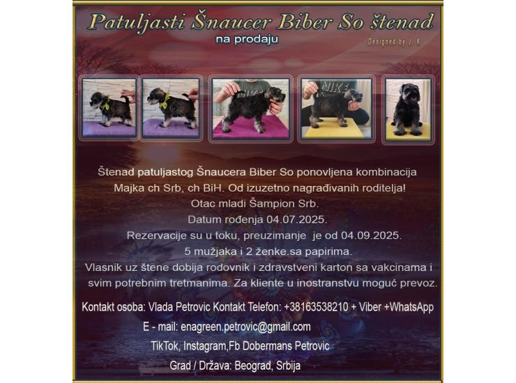 Patuljasti Šnaucer Biber So