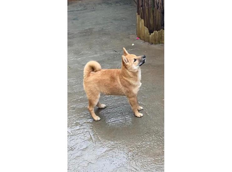 Shiba inu