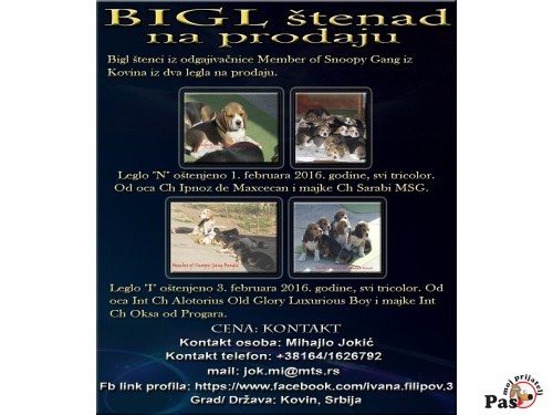 Bigl