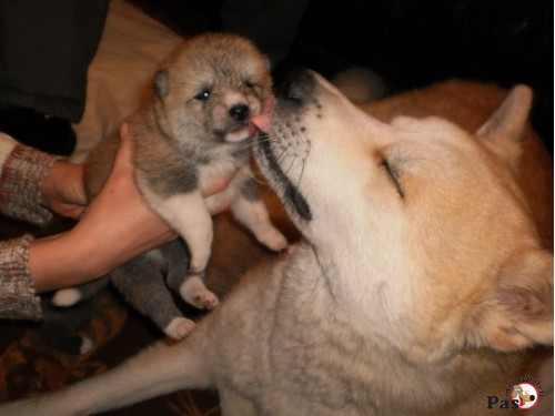 Akita Inu