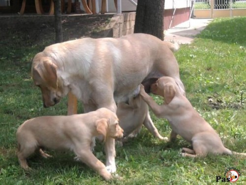 Labrador retriver