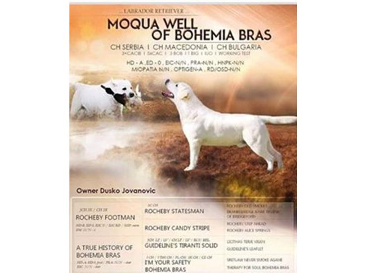Štenci labrador retrivera