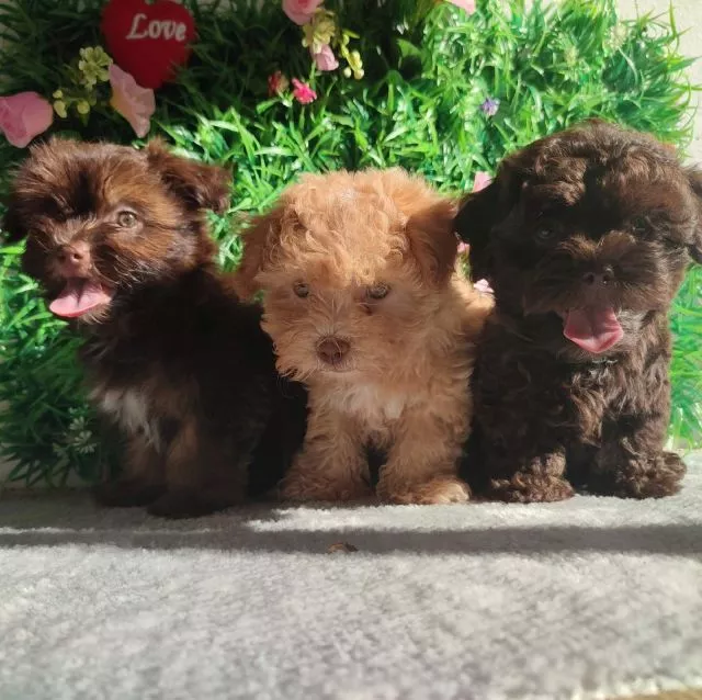 BOLONKA ZWETNA PUPPIES