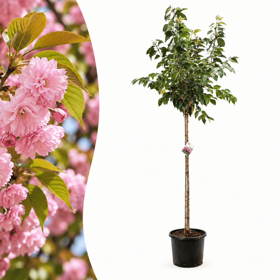 Japanska tresnja - Prunus serrulata Kazan 200cm