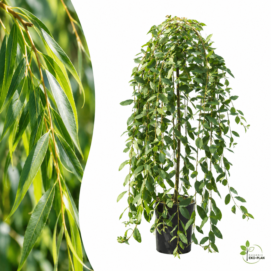 Salix caprea Kilmarnock – Padajuća vrba