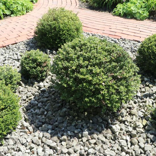 Božikovina – Ilex