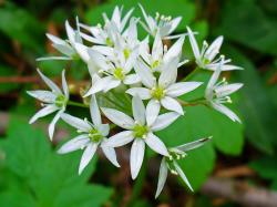 Medveđi luk - Allium ursinium (25 semenki)