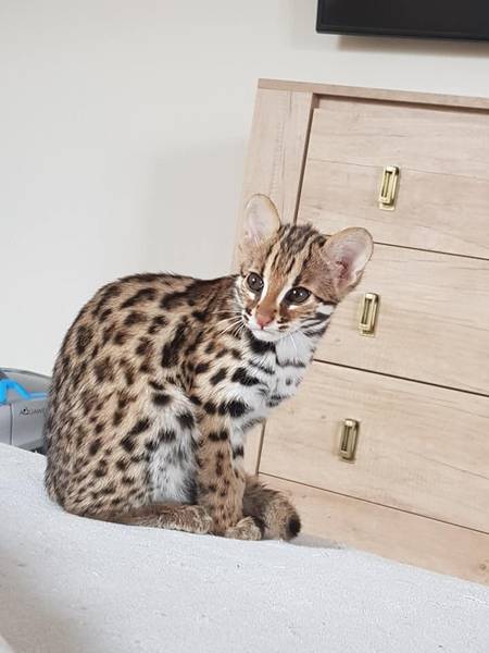 Mačići ocelota i azijske leopard mačke (ALC)