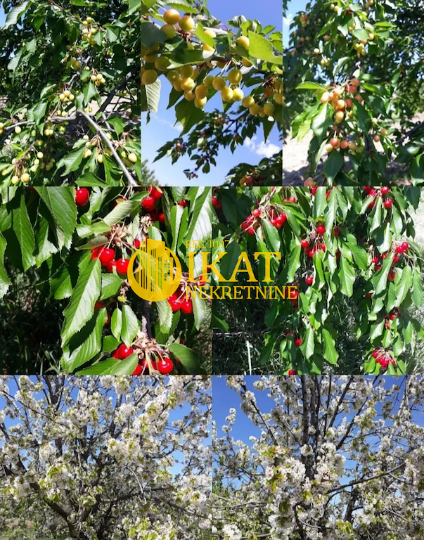 Ritopek plac 22 ari sa voćnjakom ID#5384
38.000 €