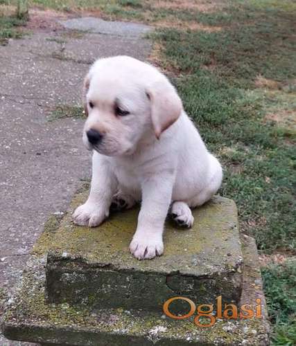LABRADOR RETRIVER