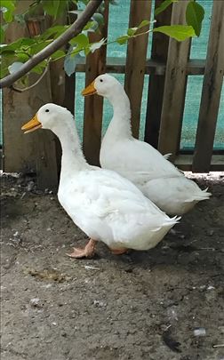 Pekinške patke