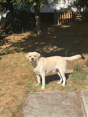 Labrador retriver, parenje.