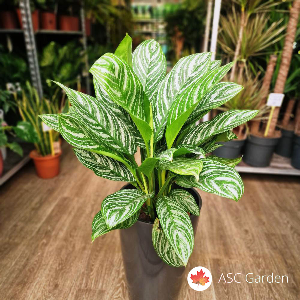 Aglaonema Stripes 80 cm