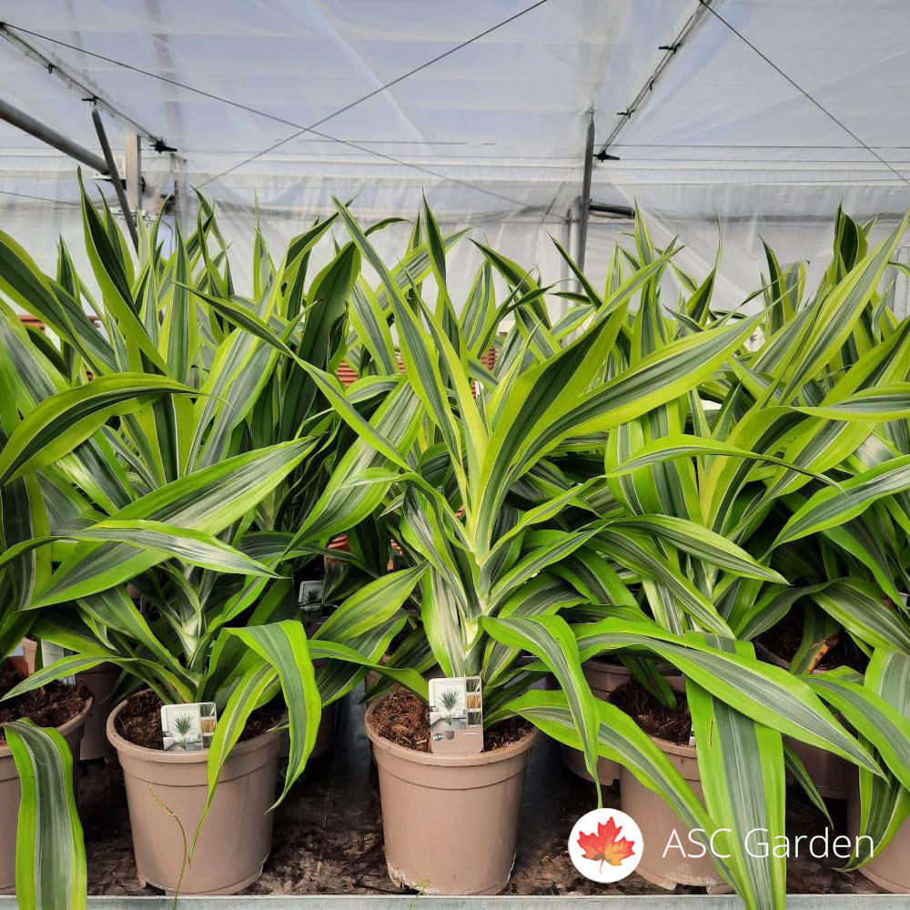 Dracaena ‘Lemon Lime’ 50 cm