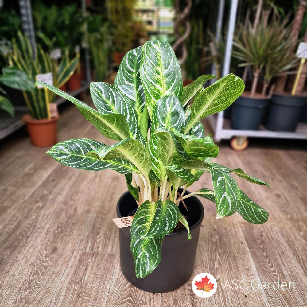 Aglaonema Keylime 80 cm