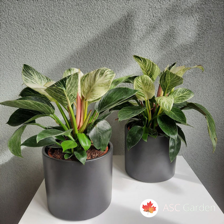 Philodendron ‘Birkin’ 30 cm