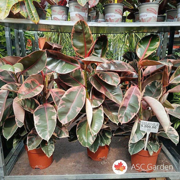Ficus elastica Belize – 100 cm, saksija fi 27 cm