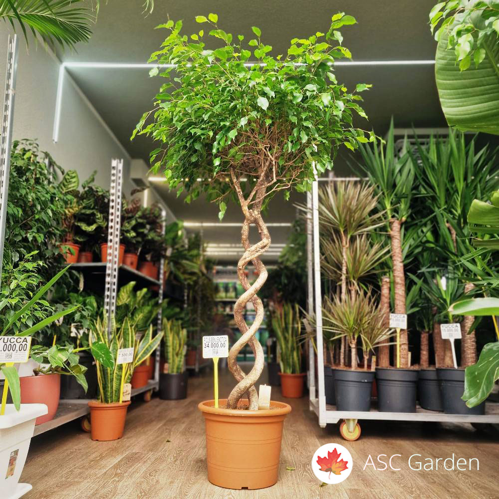 Ficus benjamina ‘Exotica’ 190 cm