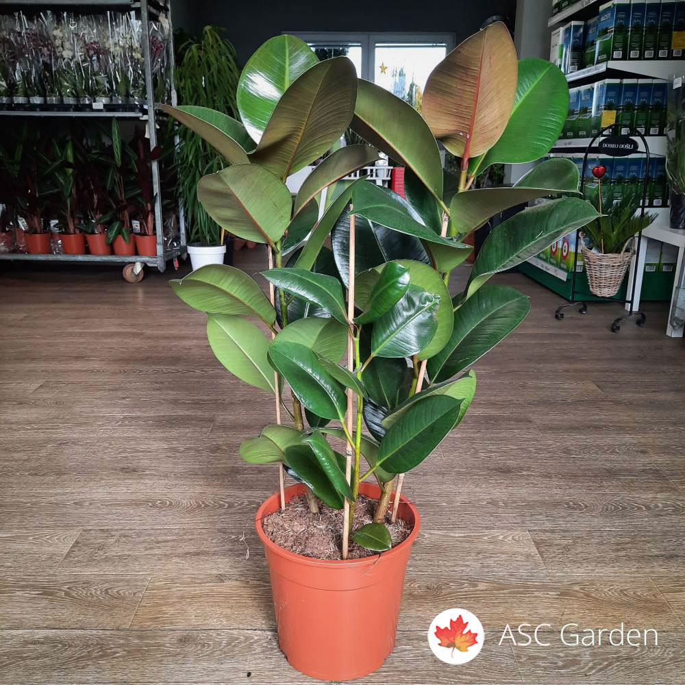 Ficus elastica Robusta 130 cm 3 štapa