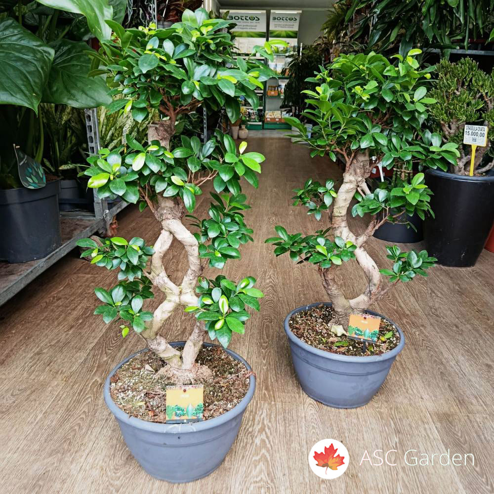 Ficus microcarpa Ginseng 115 cm
