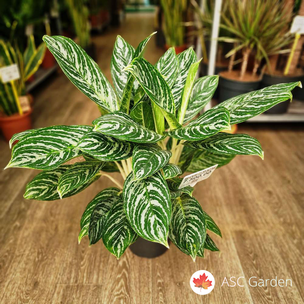 Aglaonema Golden Madona 80 cm