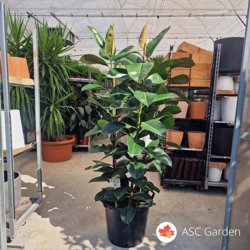 Ficus elastica Robusta 200 cm