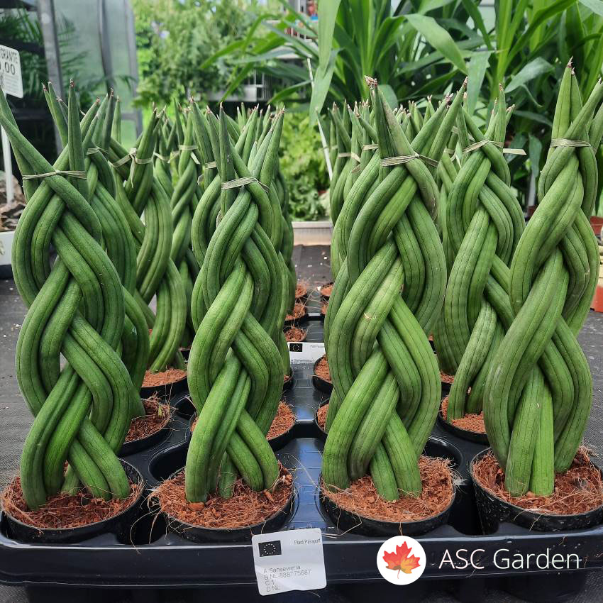 Sansevieria cylindrica pletena 50 cm