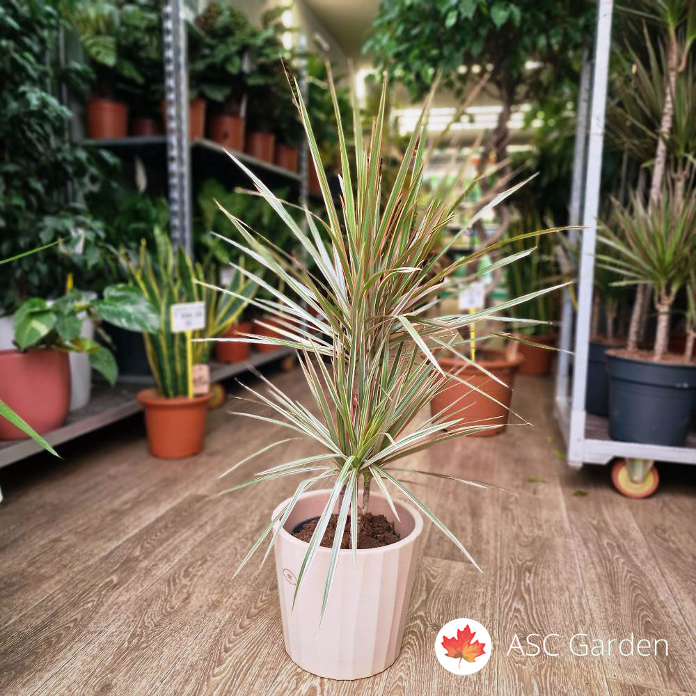 Dracaena marg. Bicolor 110 cm