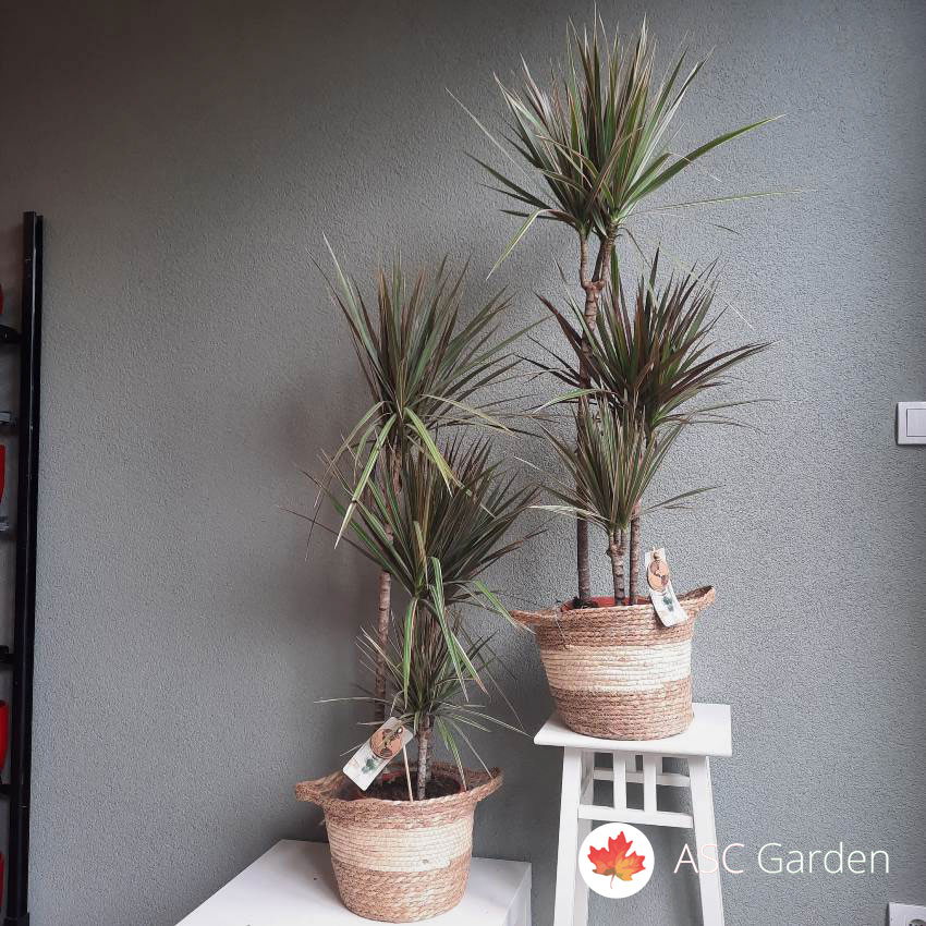 Dracaena marg. Bicolor 140 cm
