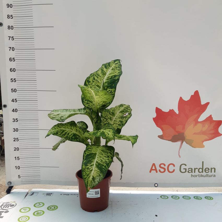 Dieffenbachia Compacta 50 cm