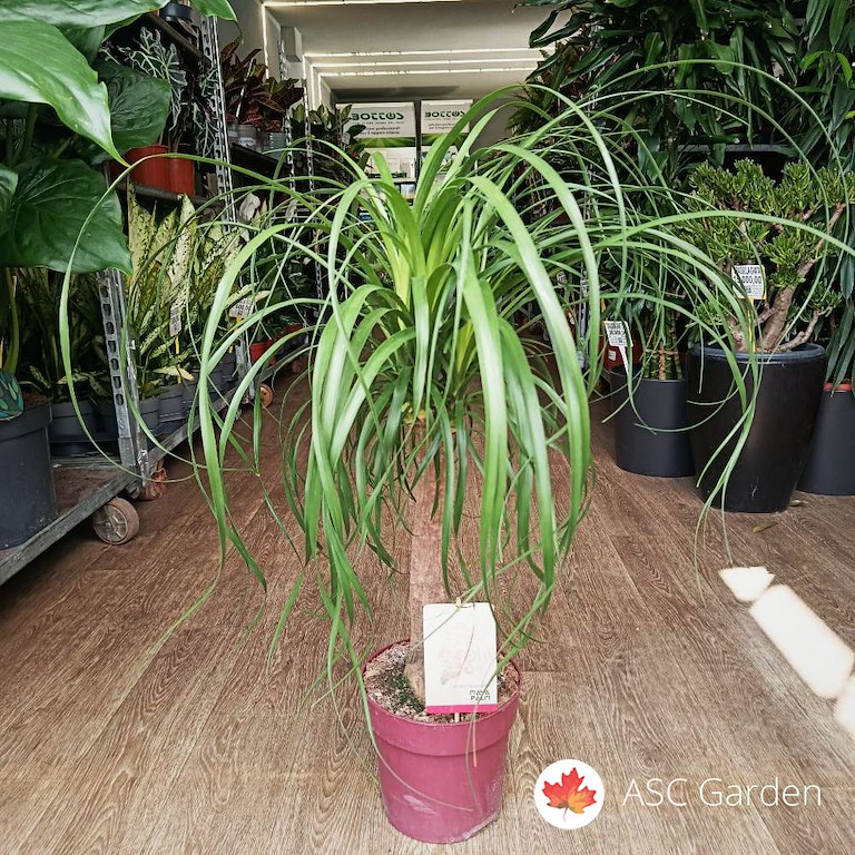 Nolina recurvata 70 cm